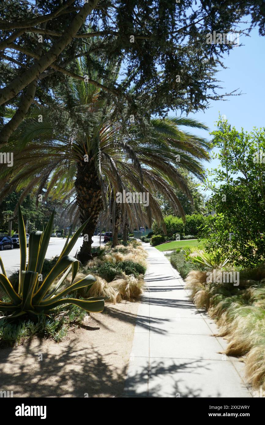 Santa Monica, California, USA 19th August 2024 Palm Trees on Georgina ...