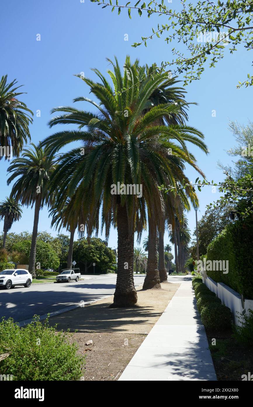 Santa Monica, California, USA 19th August 2024 Palm Trees on Georgina ...