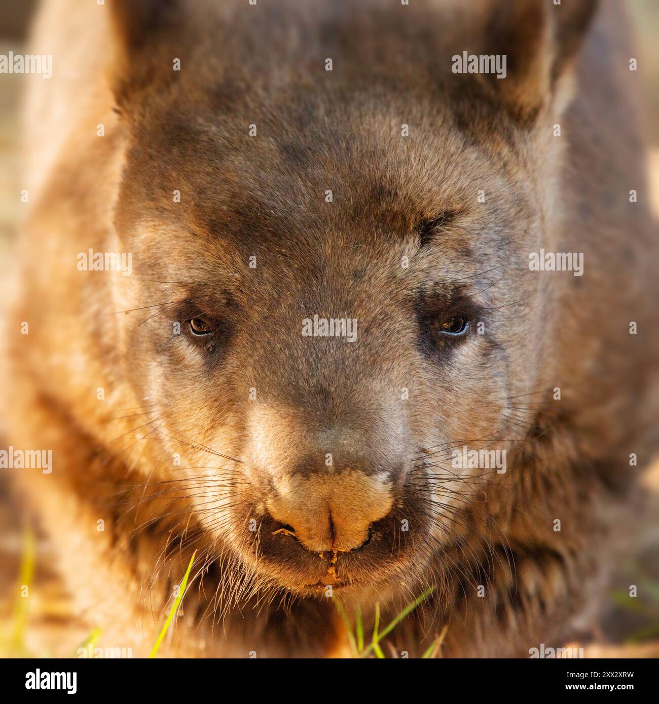 The southern hairy-nosed wombat is one of three extant species of ...