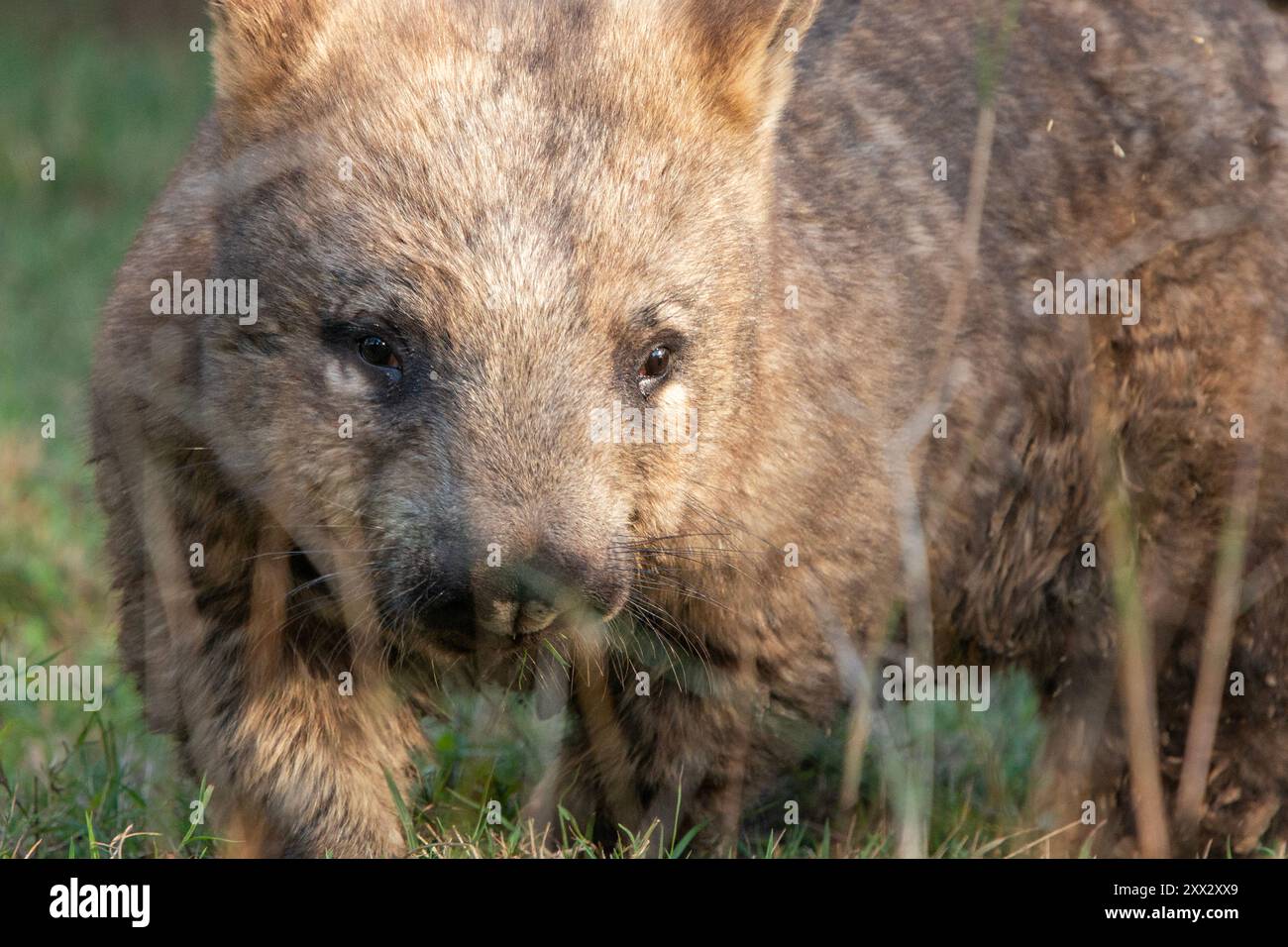 The southern hairy-nosed wombat is one of three extant species of ...