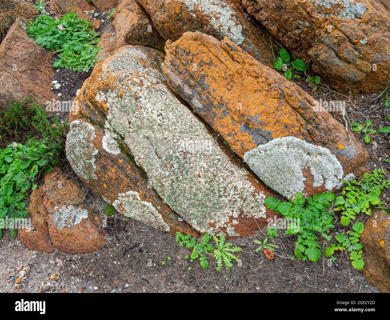 Lichen growing on granite rocks in Leeuwin-Naturaliste National Park in ...