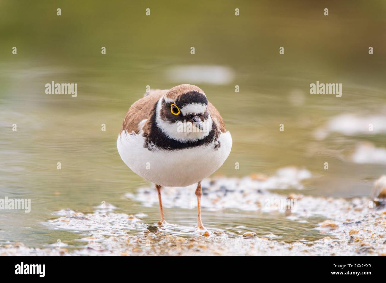 Little ringed plover in natural habitat. Portrait of Little ringed ...