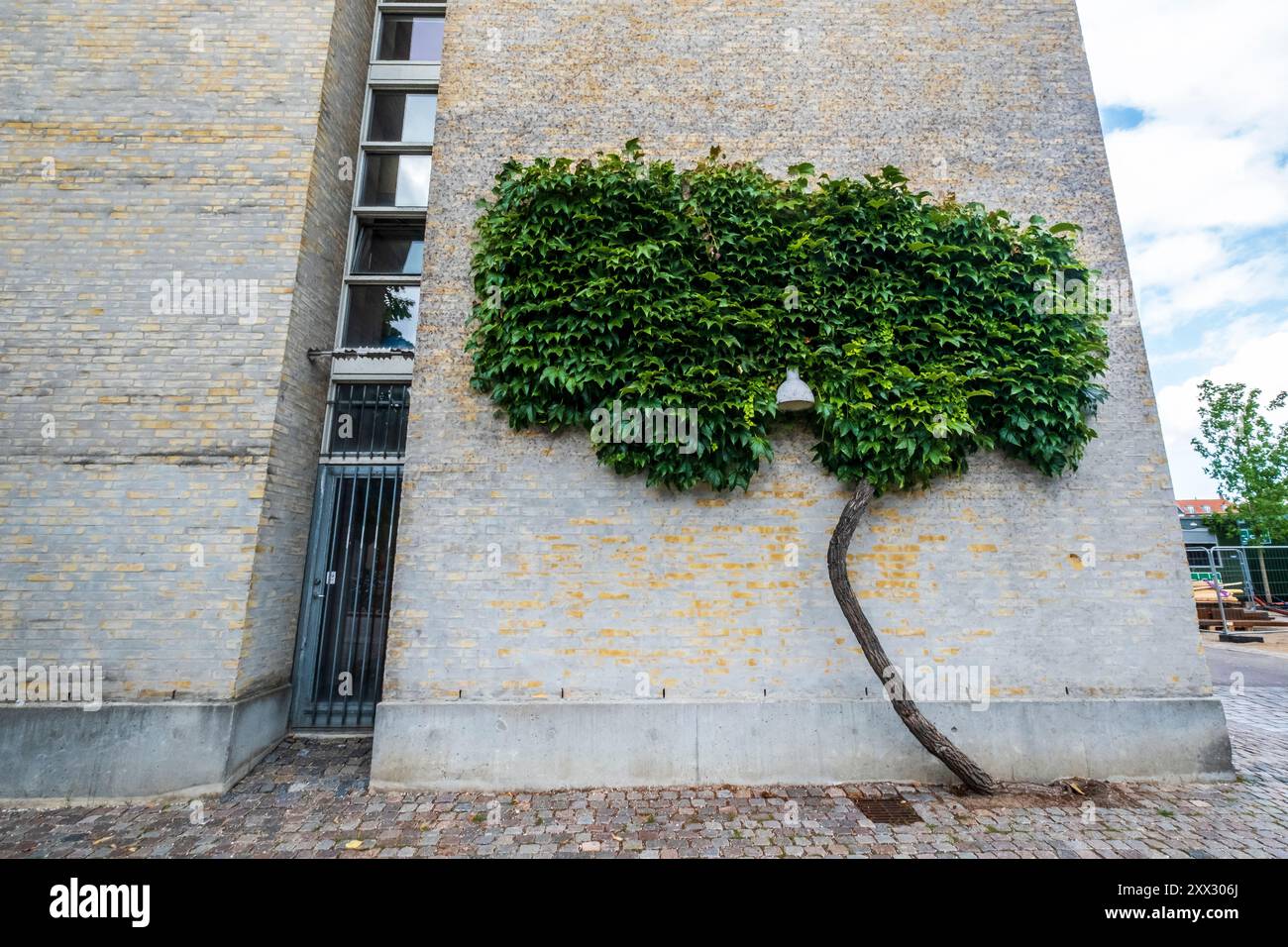 A quirky tree growing up a brick wall in Copenhagen, Denmark Stock ...