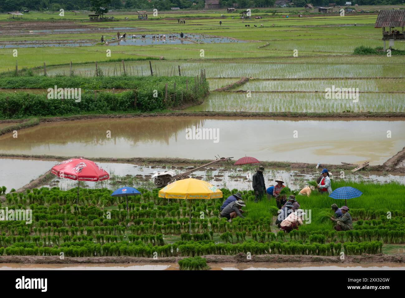Rice planting in the rainy season, Luang Nam Tha, Laos Stock Photo - Alamy