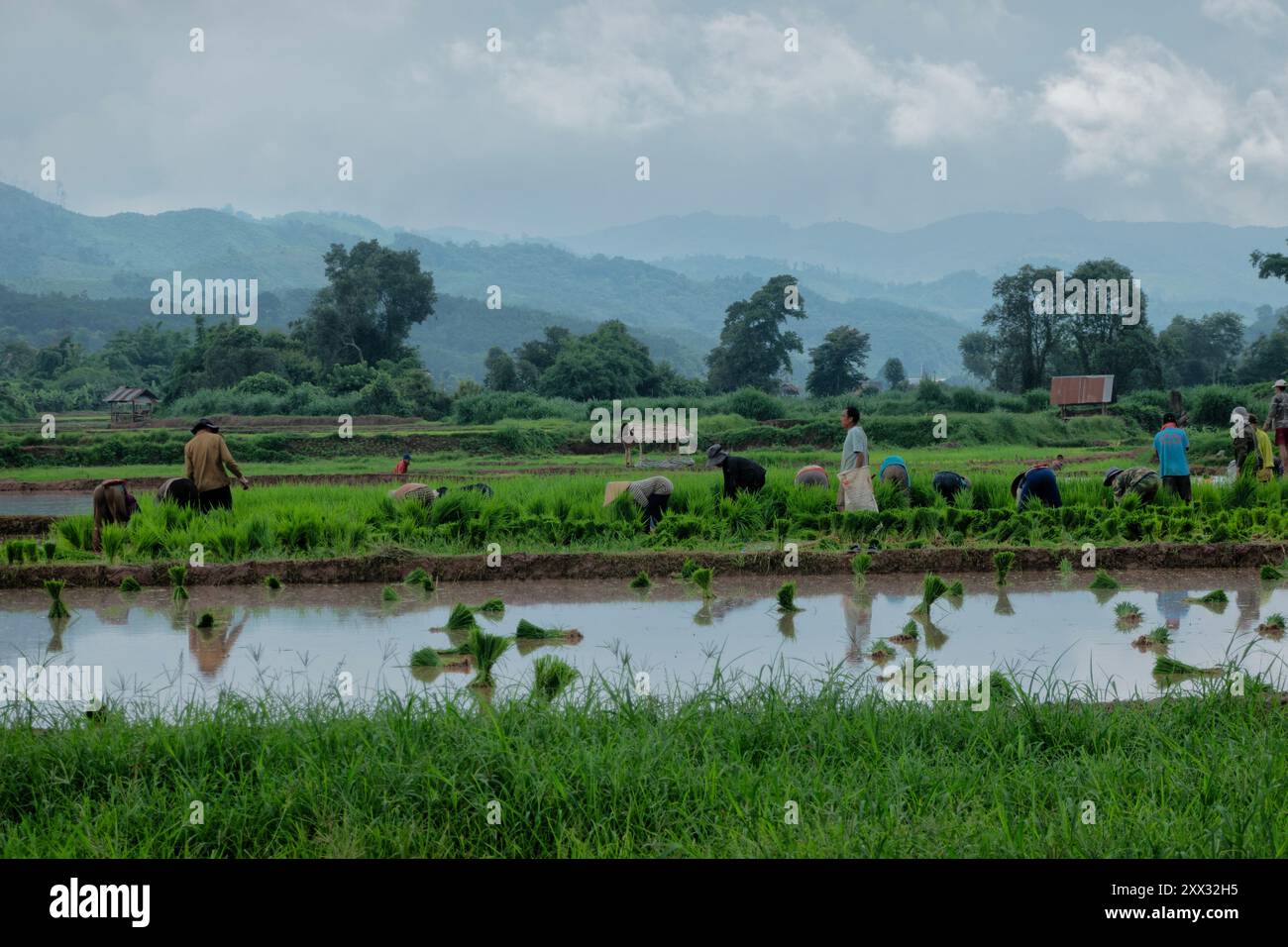 Rice planting in the rainy season, Luang Nam Tha, Laos Stock Photo - Alamy