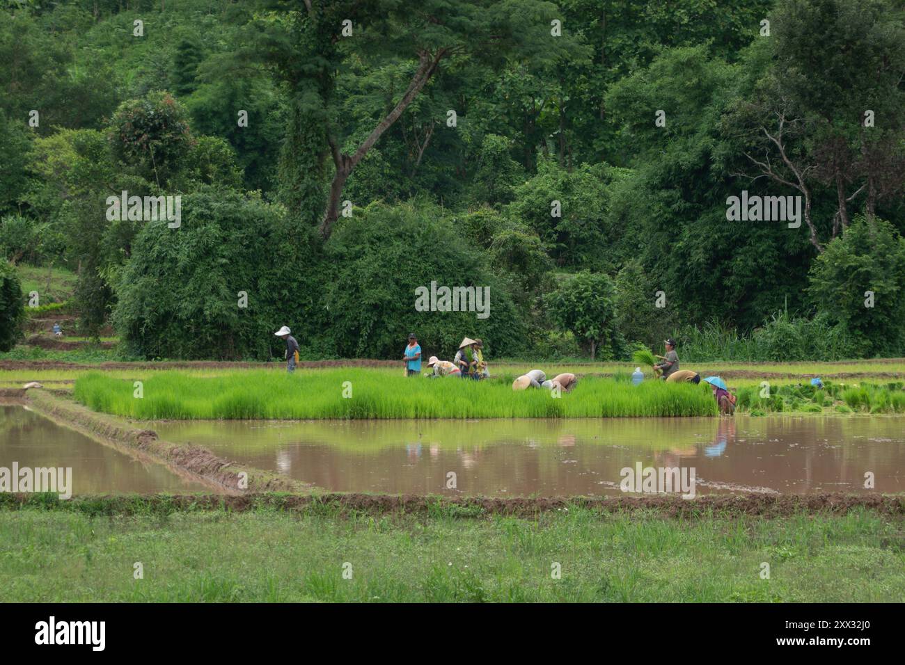 Rice planting in the rainy season, Luang Nam Tha, Laos Stock Photo - Alamy