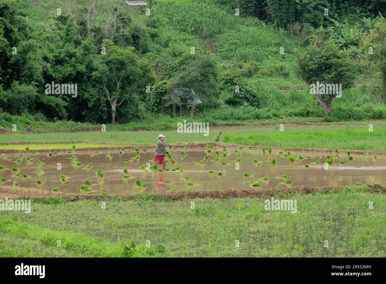 Rice planting in the rainy season, Luang Nam Tha, Laos Stock Photo - Alamy