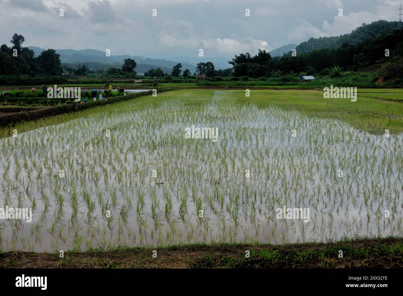 Rice planting in the rainy season, Luang Nam Tha, Laos Stock Photo - Alamy