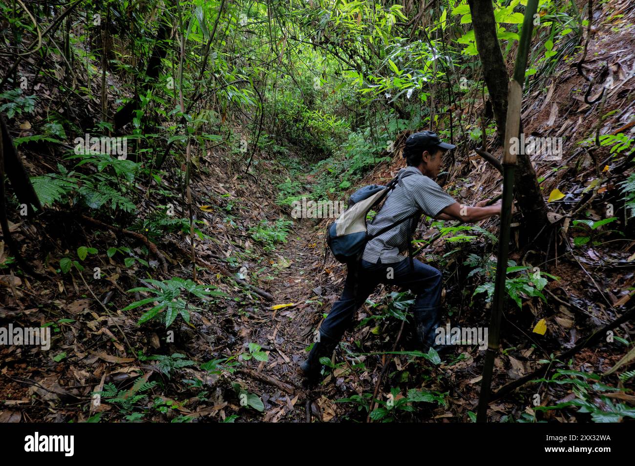 Jungle trekking, Luang Namtha, Laos Stock Photo - Alamy