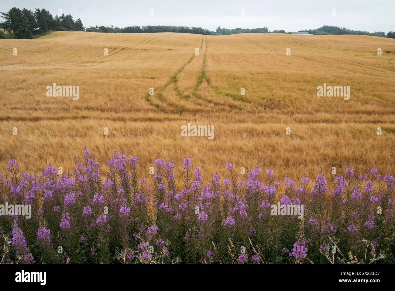 Rural path denmark hi-res stock photography and images - Alamy