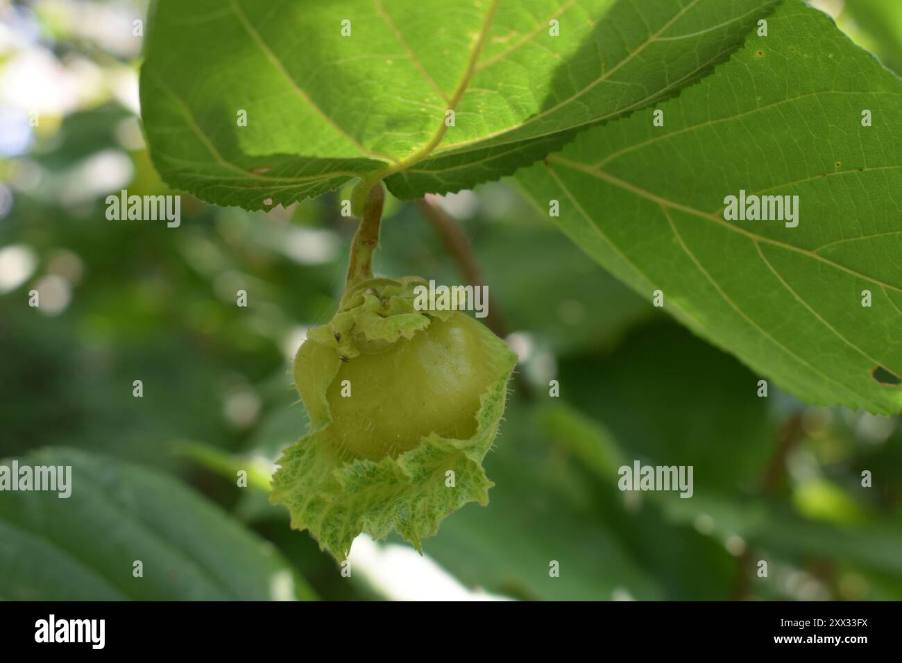 A green, unripe, hazelnut growing on a hazel tree in the mid-summer ...