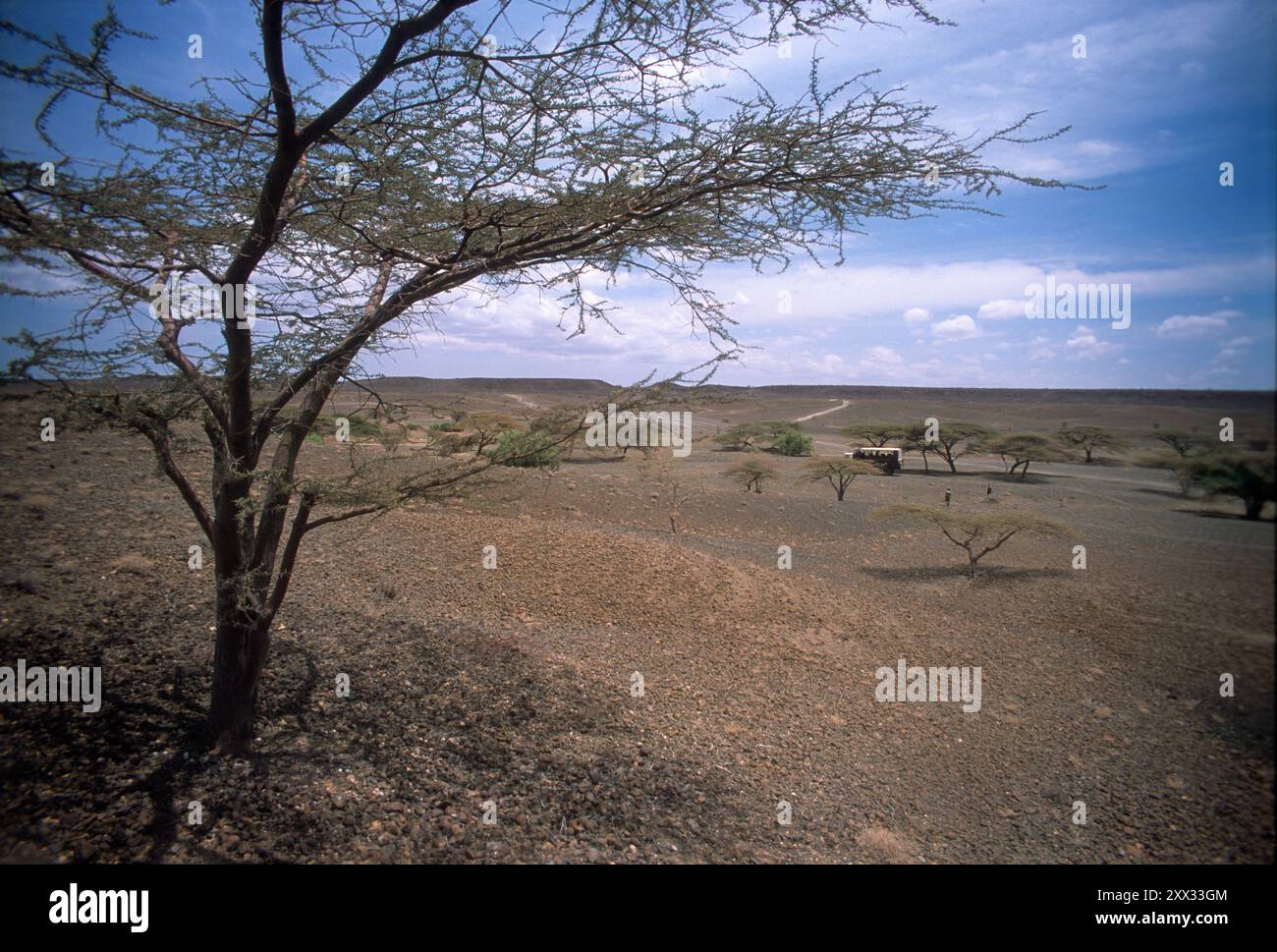 Little island of acacia trees providing a very welcoming shade on a ...