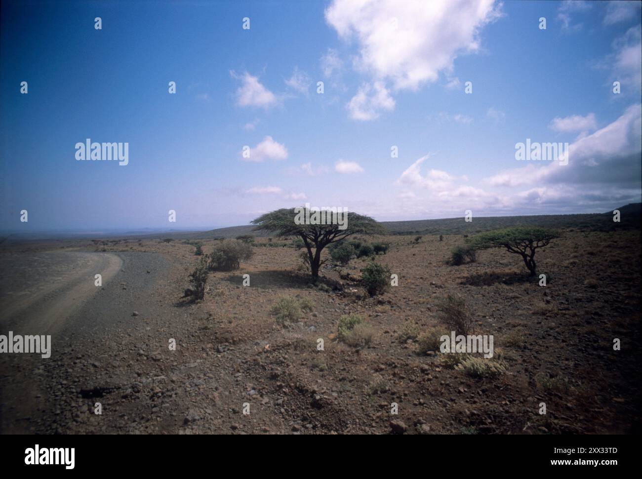 Little island of acacia trees providing a very welcoming shade on a ...