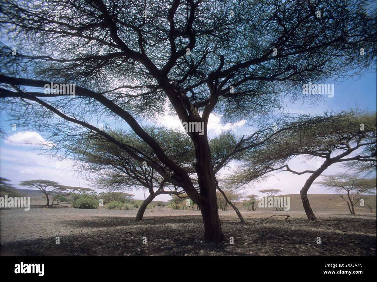 Little island of acacia trees providing a very welcoming shade on a ...