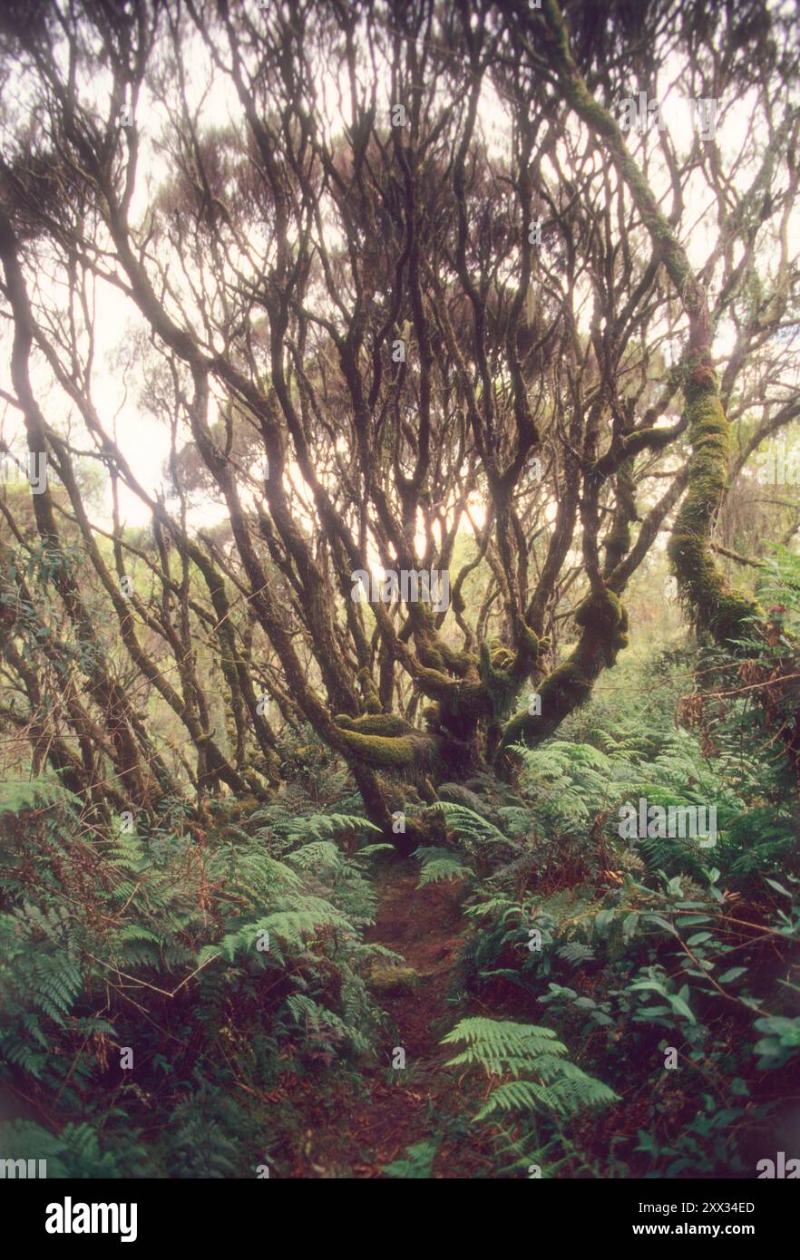 Alpine vegetation on Karisimbi Mountain, trekking gorillas, Volcanoes ...