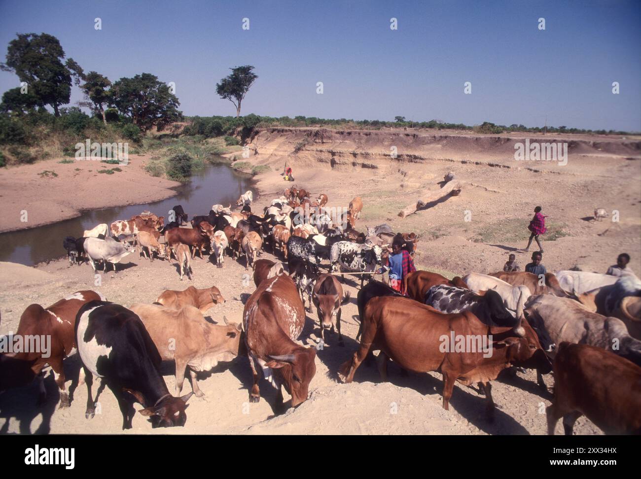 Masai people herding cattle near Talek River, Masai Mara Game Reserve ...