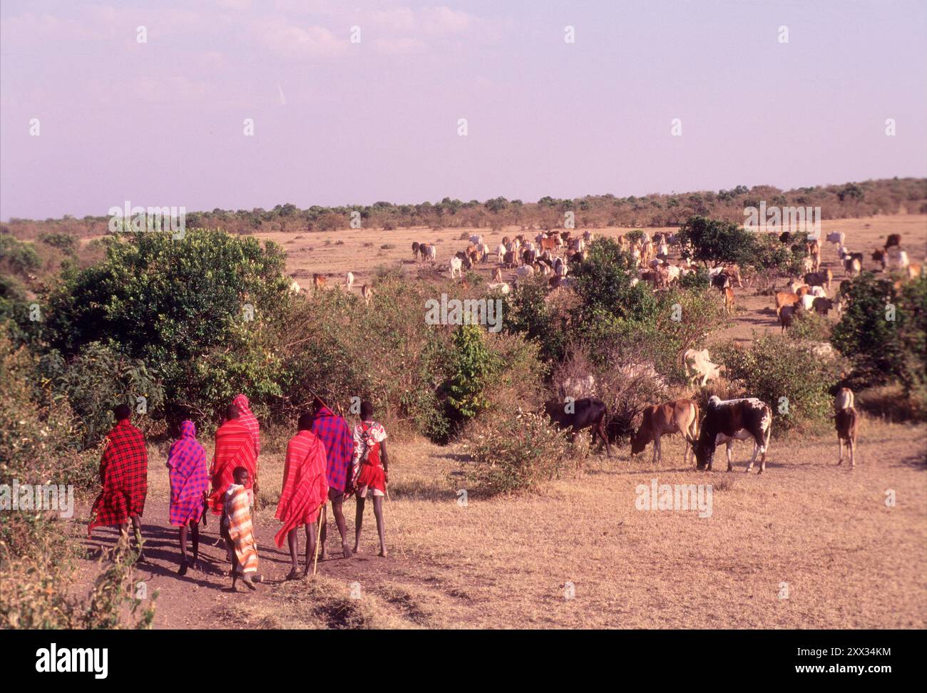 Masai people herding cattle near Talek River, Masai Mara Game Reserve ...