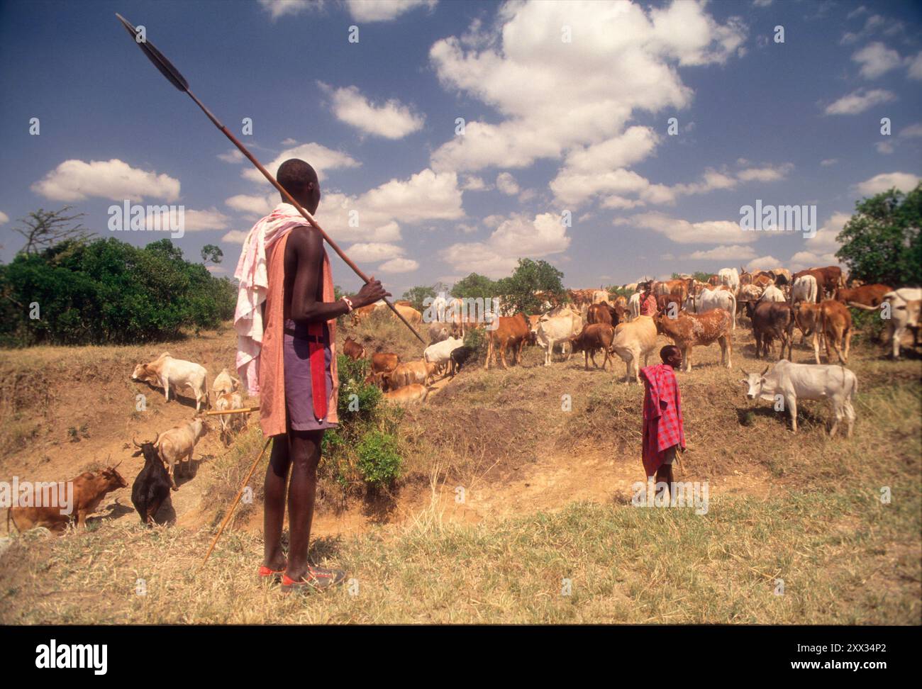 Masai warriors herding cattle near Talek river, Masai Mara Game Reserve ...