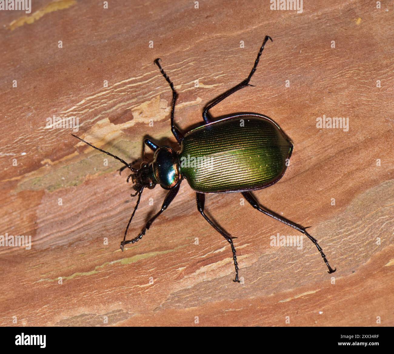 Forest Caterpillar Hunter beetle Calosoma sycophanta beetle insect ...