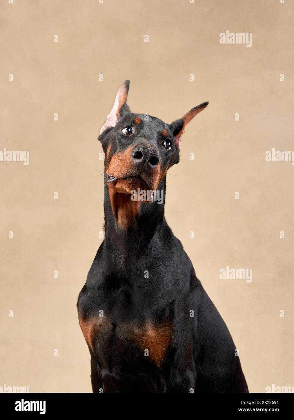 Regal stature hi-res stock photography and images - Alamy