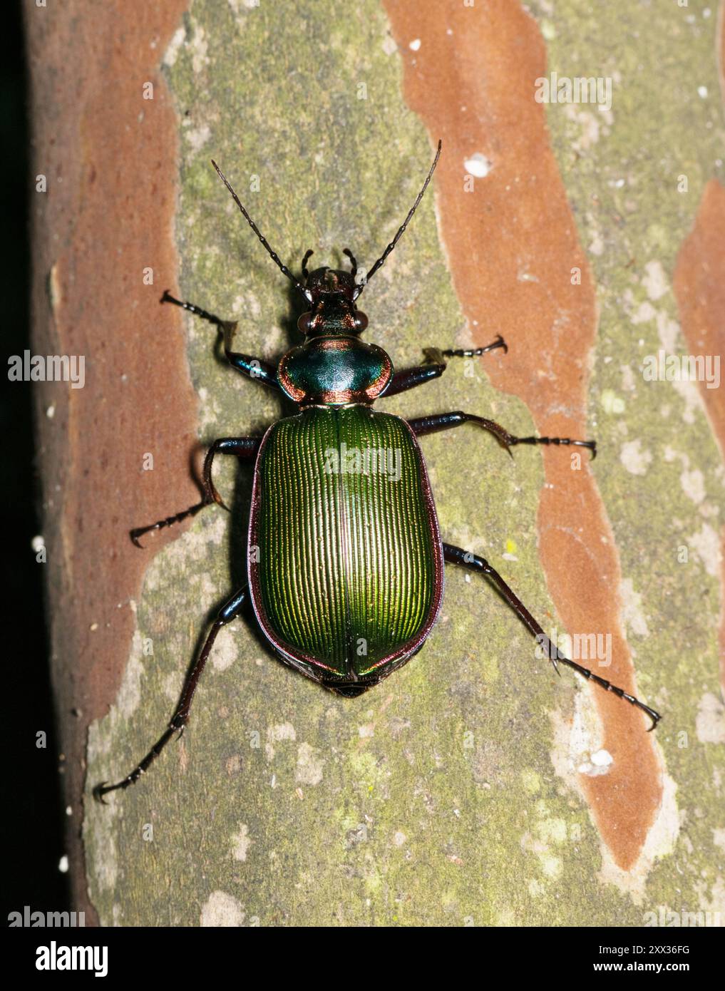Forest Caterpillar Hunter beetle Calosoma sycophanta beetle insect ...
