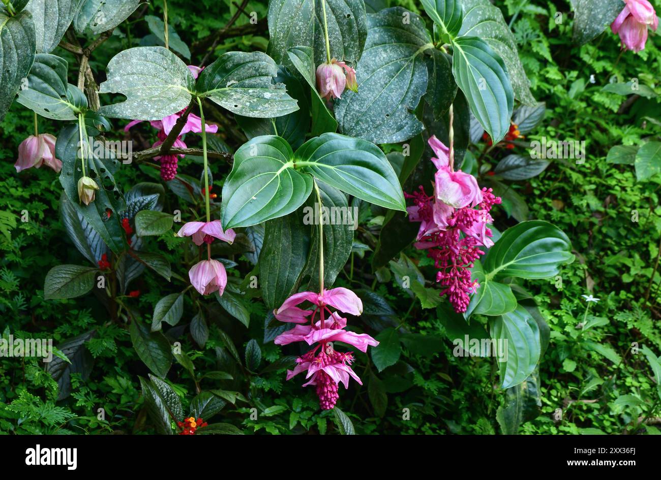 Philippine Plants And Flowers New Plant Species Discovered In The