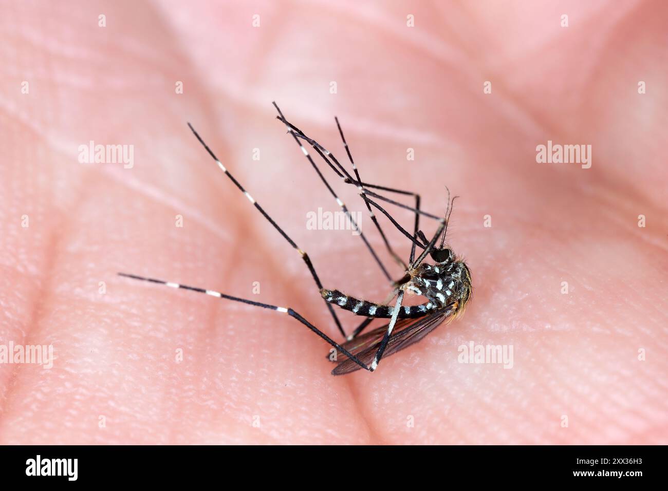 Asian bush mosquito, Rock pool mosquito (Aedes japonicus ...