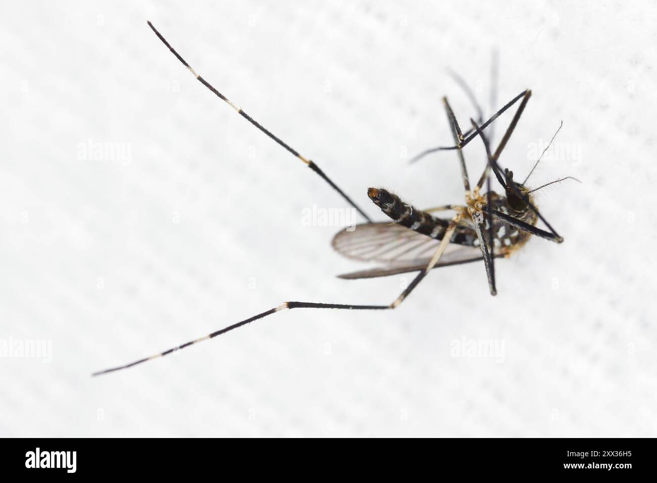 Asian bush mosquito, Rock pool mosquito (Aedes japonicus ...