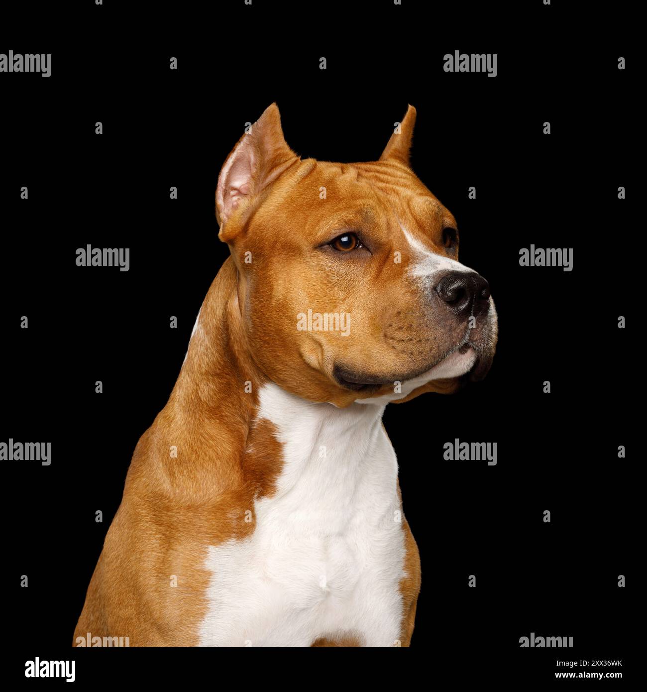 Black staffordshire terrier hi-res stock photography and images - Alamy