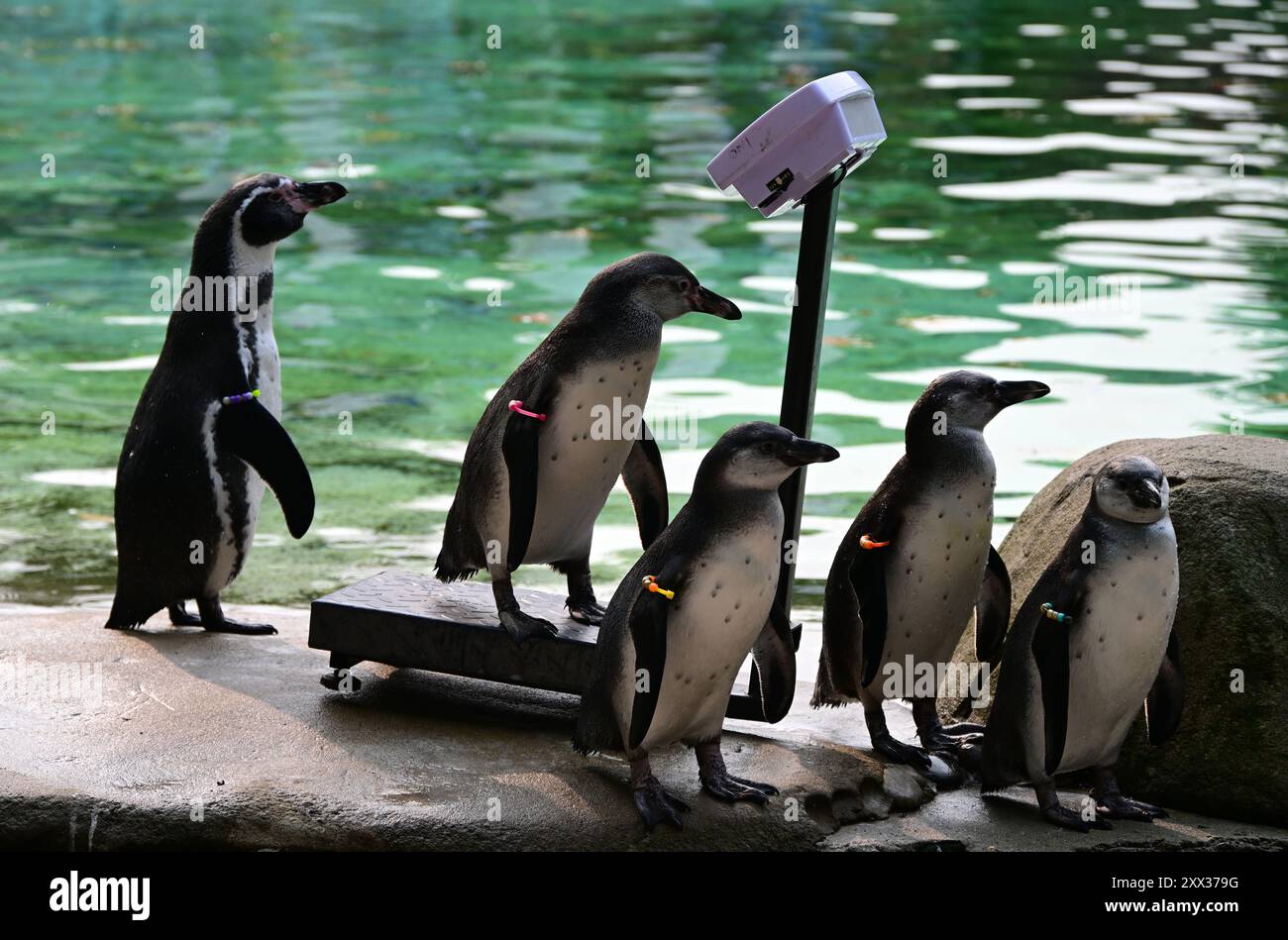 Zoo annual weigh in 2024 hi-res stock photography and images - Alamy