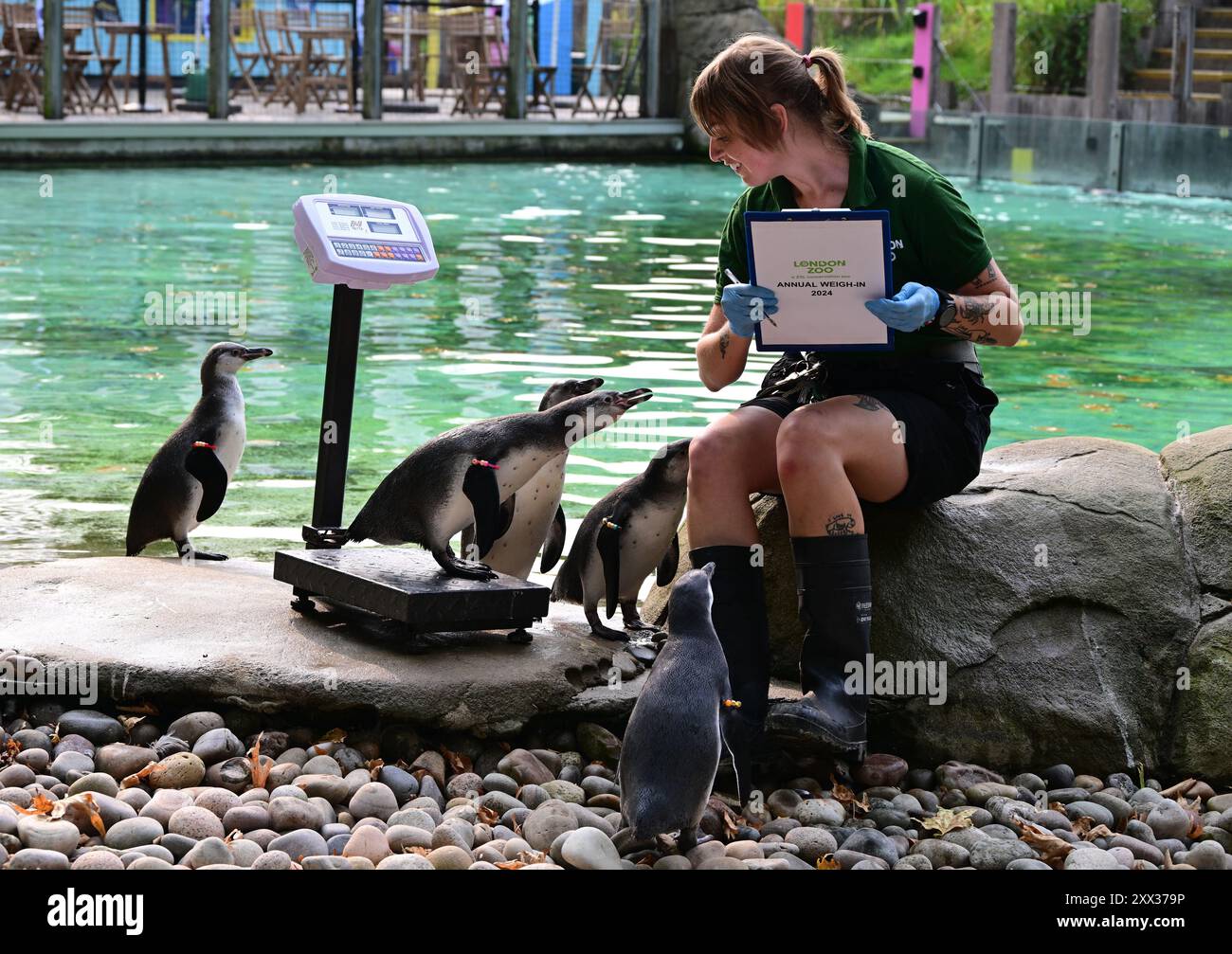 ZSL London Zoo, Regent's Park, London, UK. 19th Aug, 2024. The Annual ...