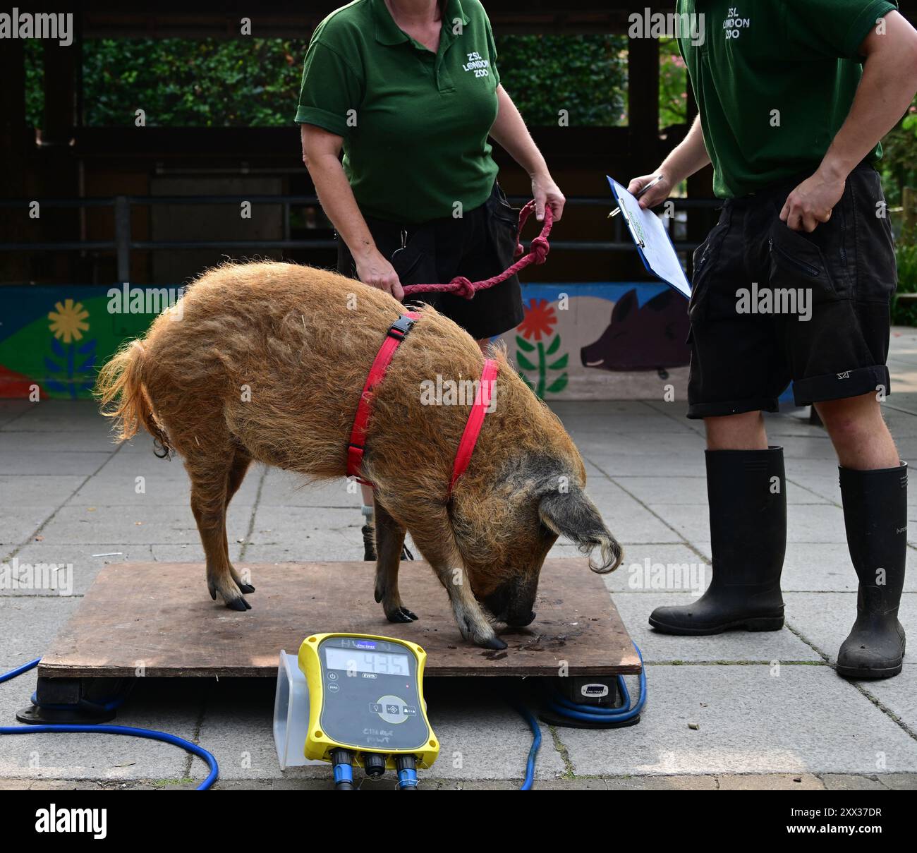 ZSL London Zoo, Regent's Park, London, UK. 19th Aug, 2024. The Annual ...