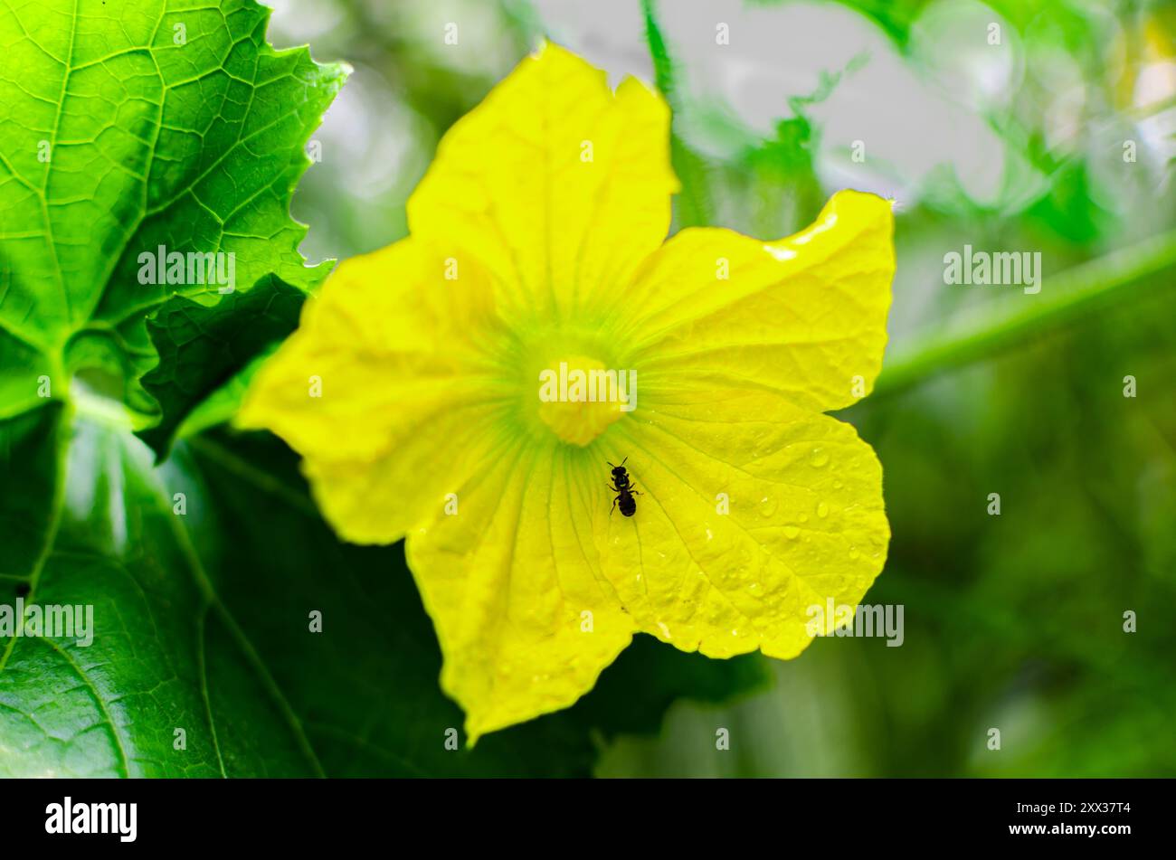 Ant on a Flower of Ash Gourd also called benincasa hispida, the wax ...