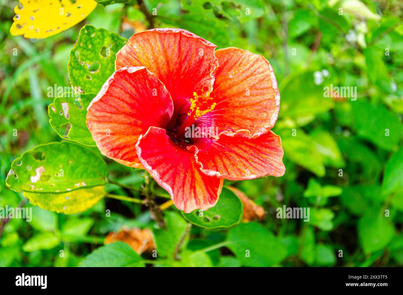 Withering red Hibiscus flower on a plant Stock Photo - Alamy