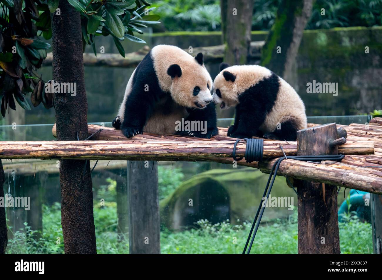 Adorable giant pandas on trees hi-res stock photography and images - Alamy