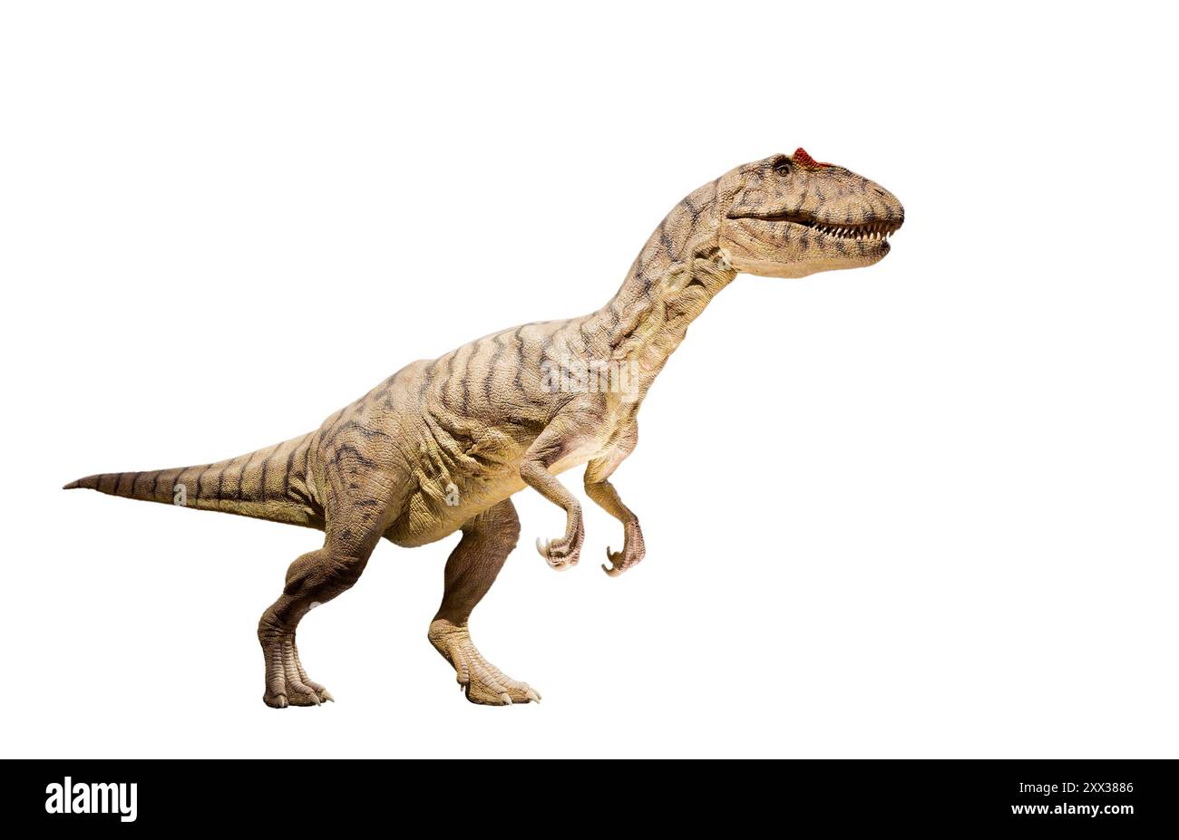 Restoration of an Allosaurus (Allosaurus fragilis) dinosaur isolated Stock Photo - Alamy