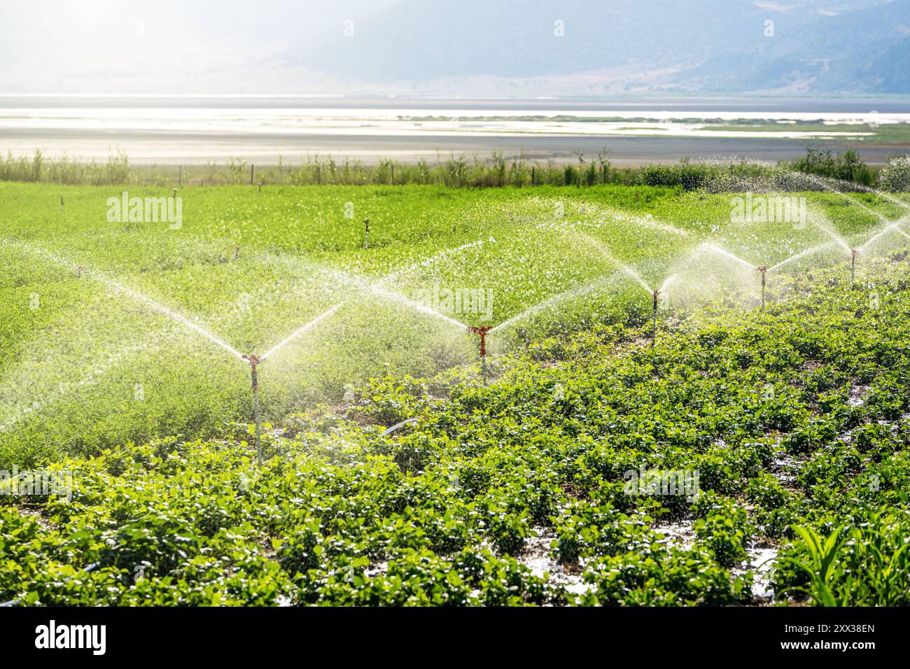 Automatic Sprinkler irrigation system watering in the vegetable farm ...