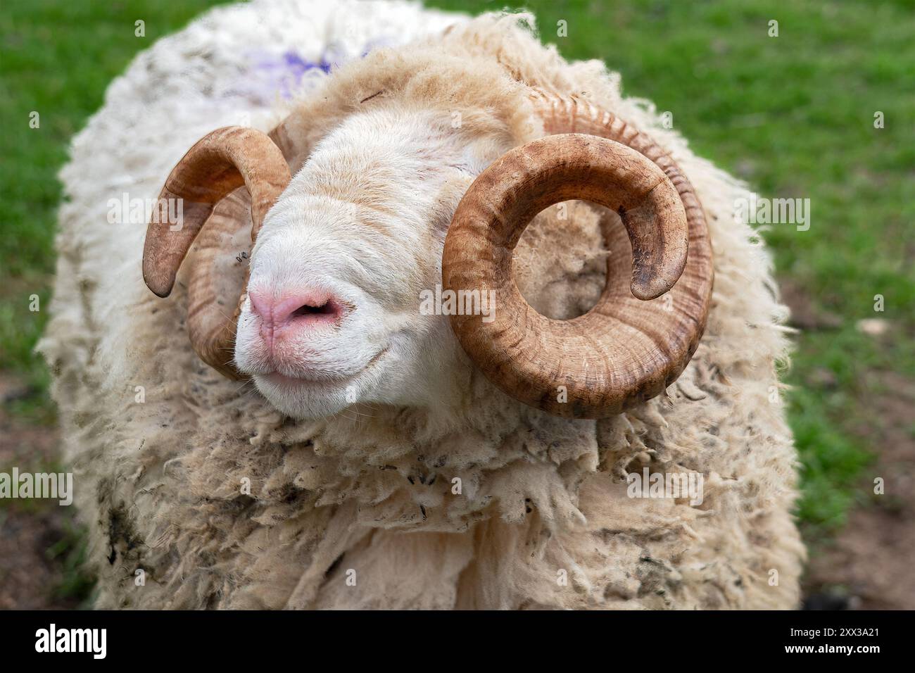 Lamb with horns hi-res stock photography and images - Alamy