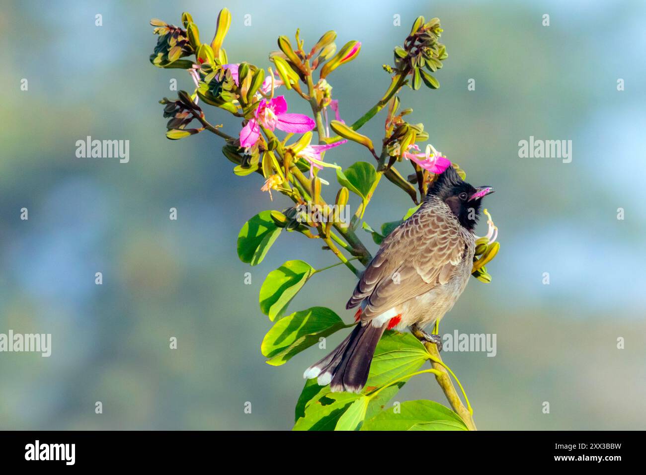 The red-vented bulbul is a member of the bulbul family of passerines ...