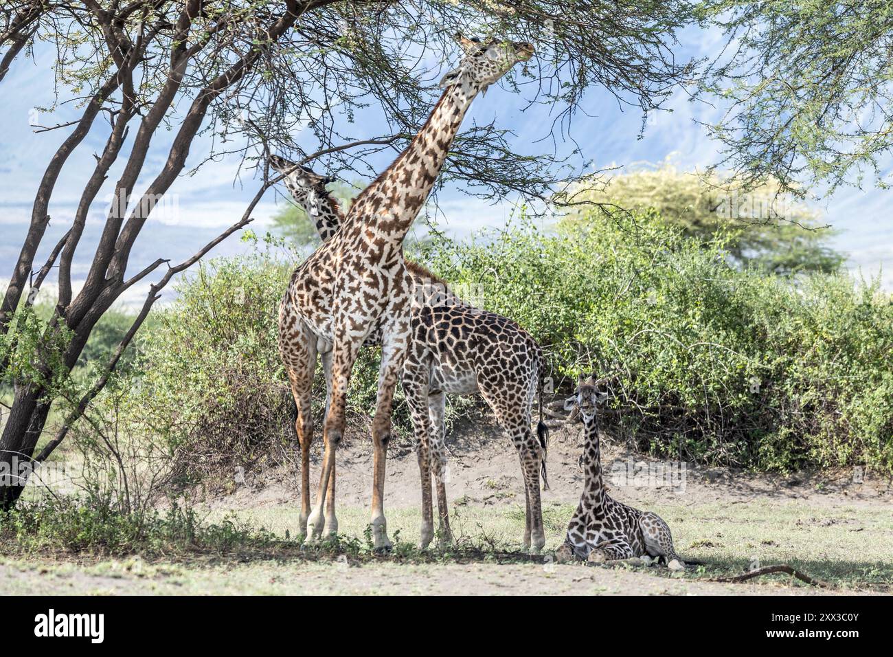 Giraffe feeding calf hi-res stock photography and images - Alamy