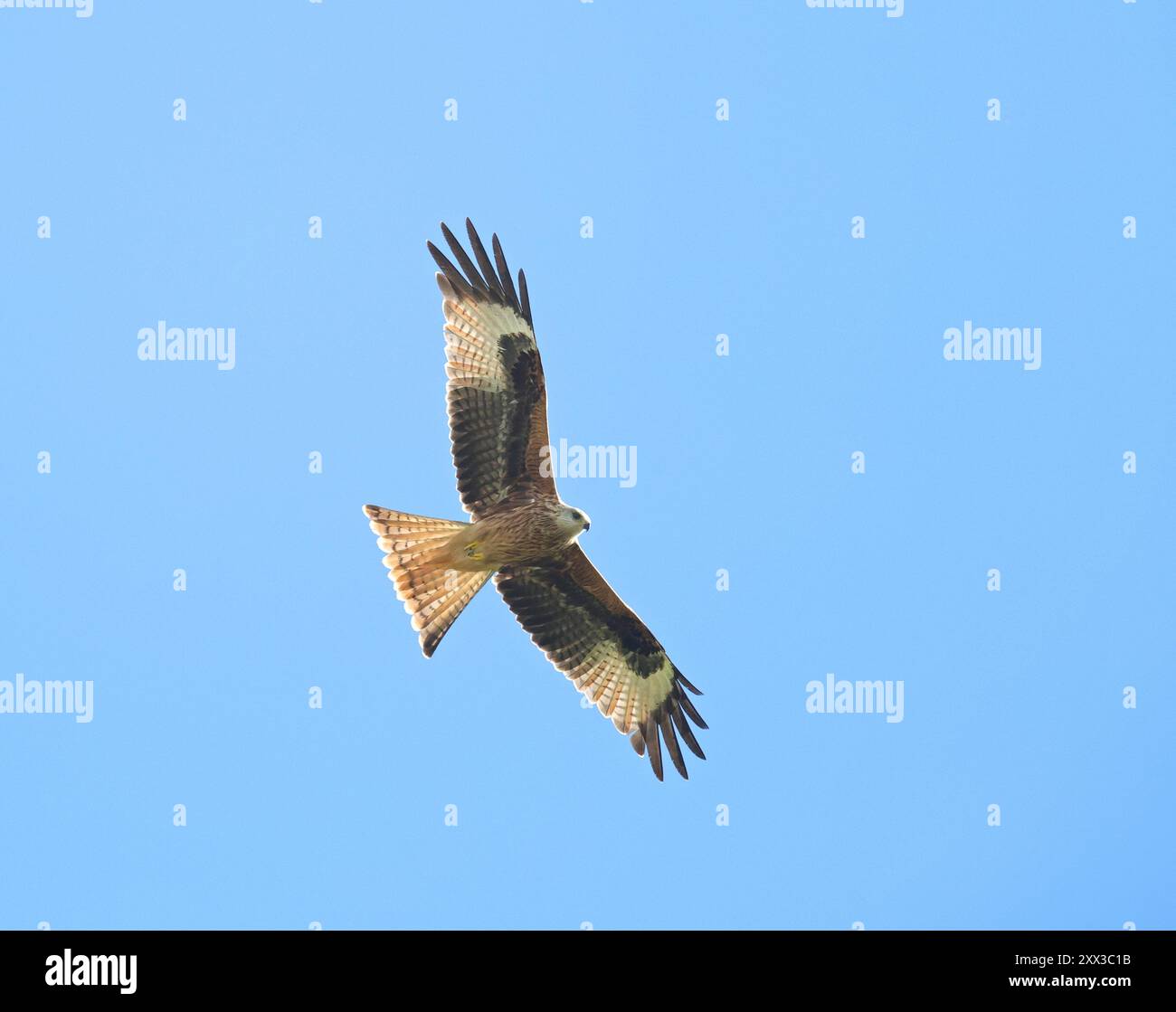 Young Red kite in flight Stock Photo - Alamy