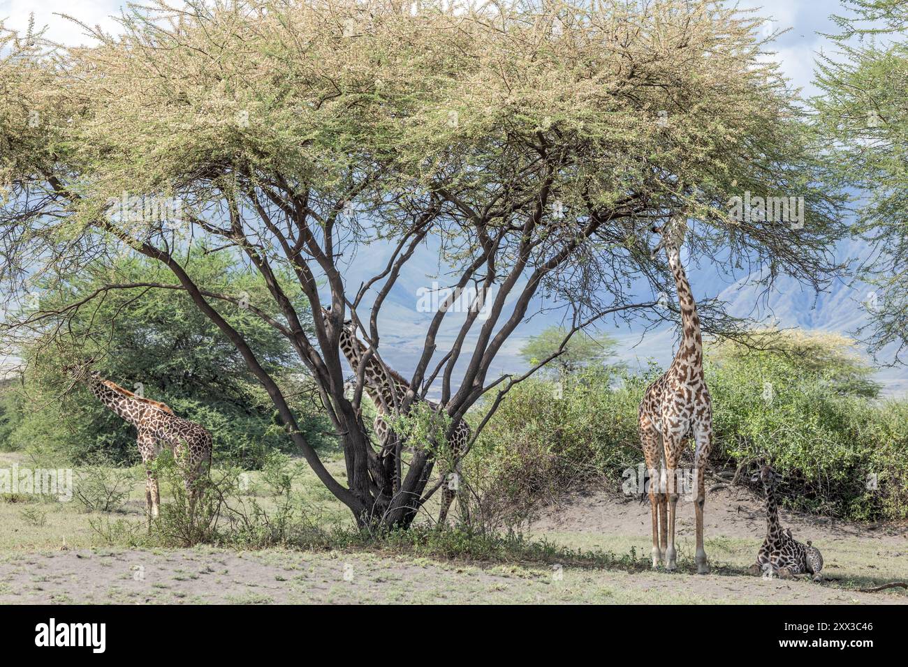 Maasai Giraffe, adults & calf, Lake Natron area, Tanzania Stock Photo ...