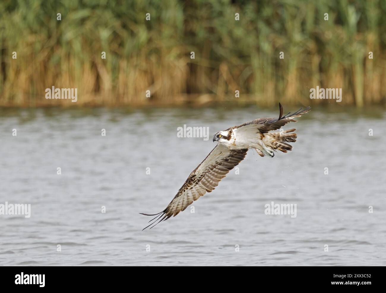 Osprey flying over water Stock Photo - Alamy