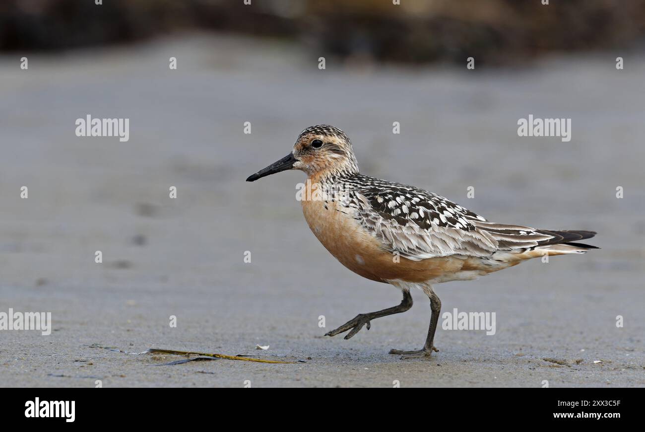 Shorebirds on beach hi-res stock photography and images - Alamy
