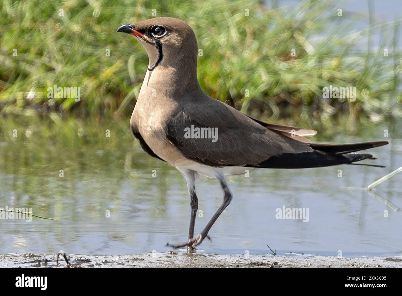 Collared Pratincole, Lake Natron area, Tanzania Stock Photo - Alamy