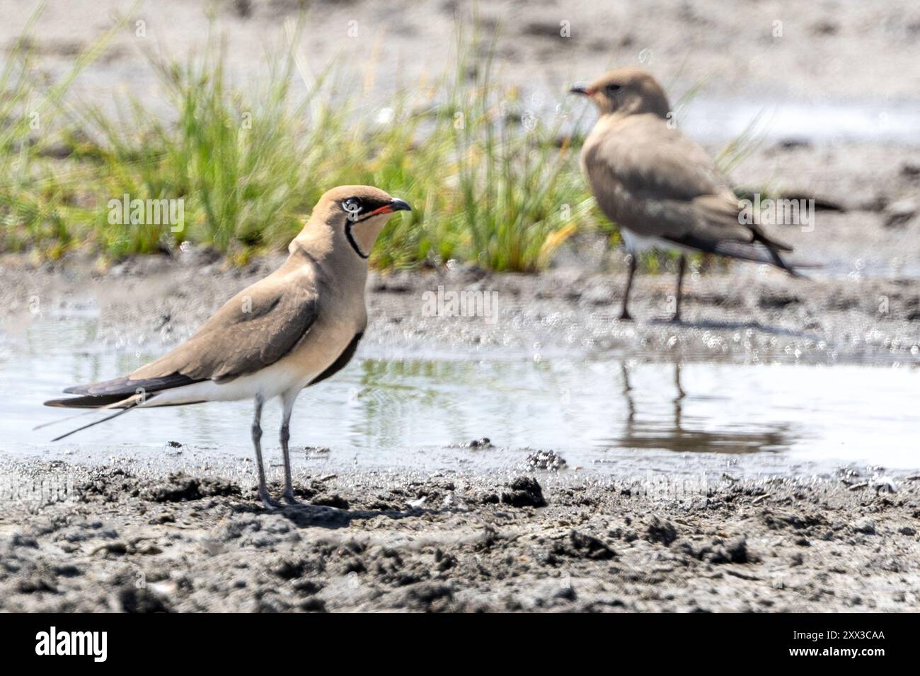 Collared Pratincole, Lake Natron area, Tanzania Stock Photo - Alamy