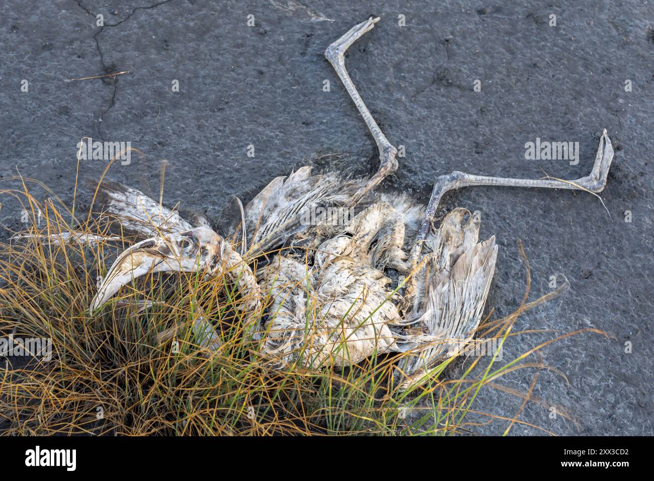 Natron lake animal dead hi-res stock photography and images - Alamy