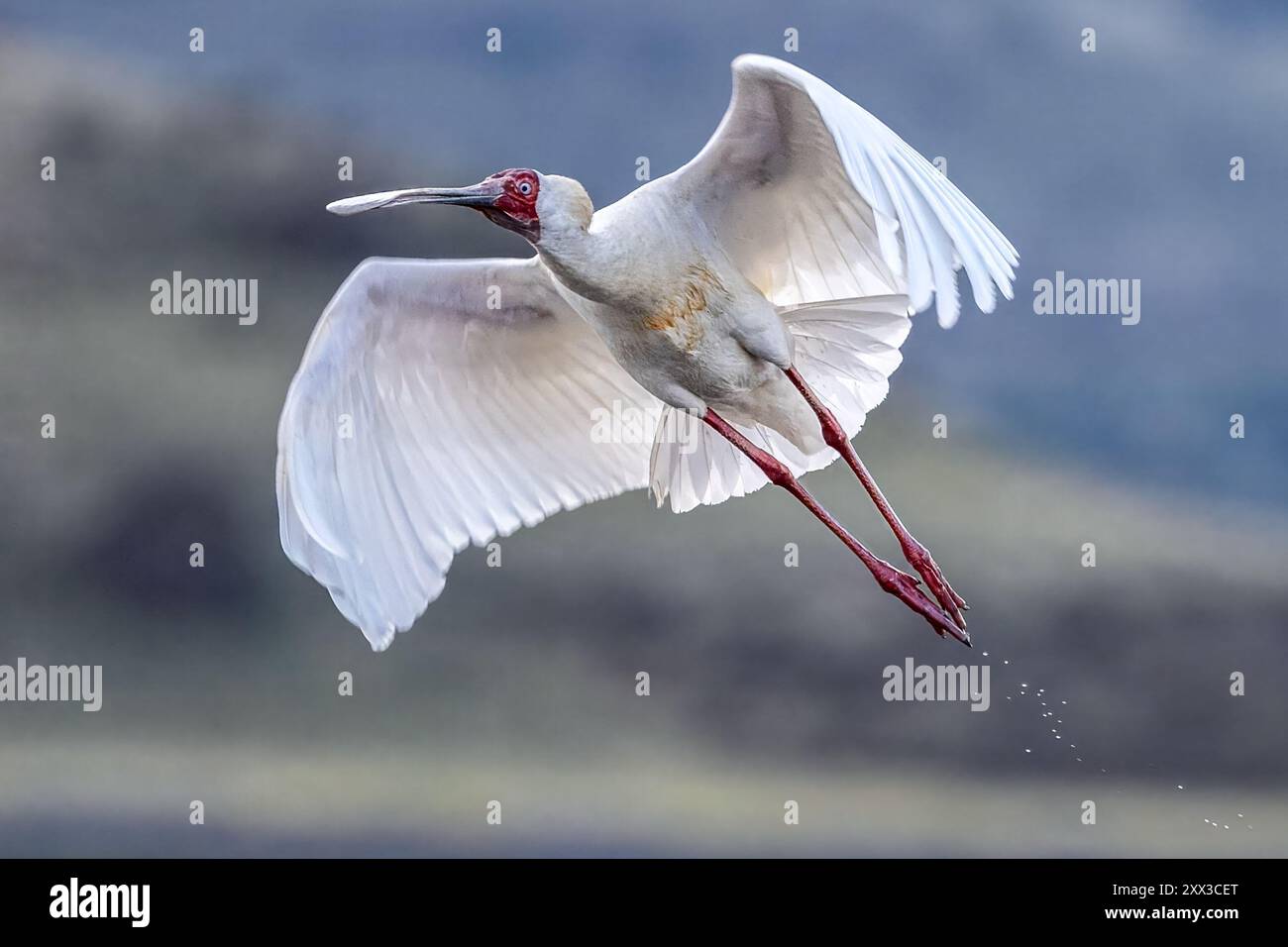 African spoonbill, Lake Natron, Tanzania Stock Photo - Alamy