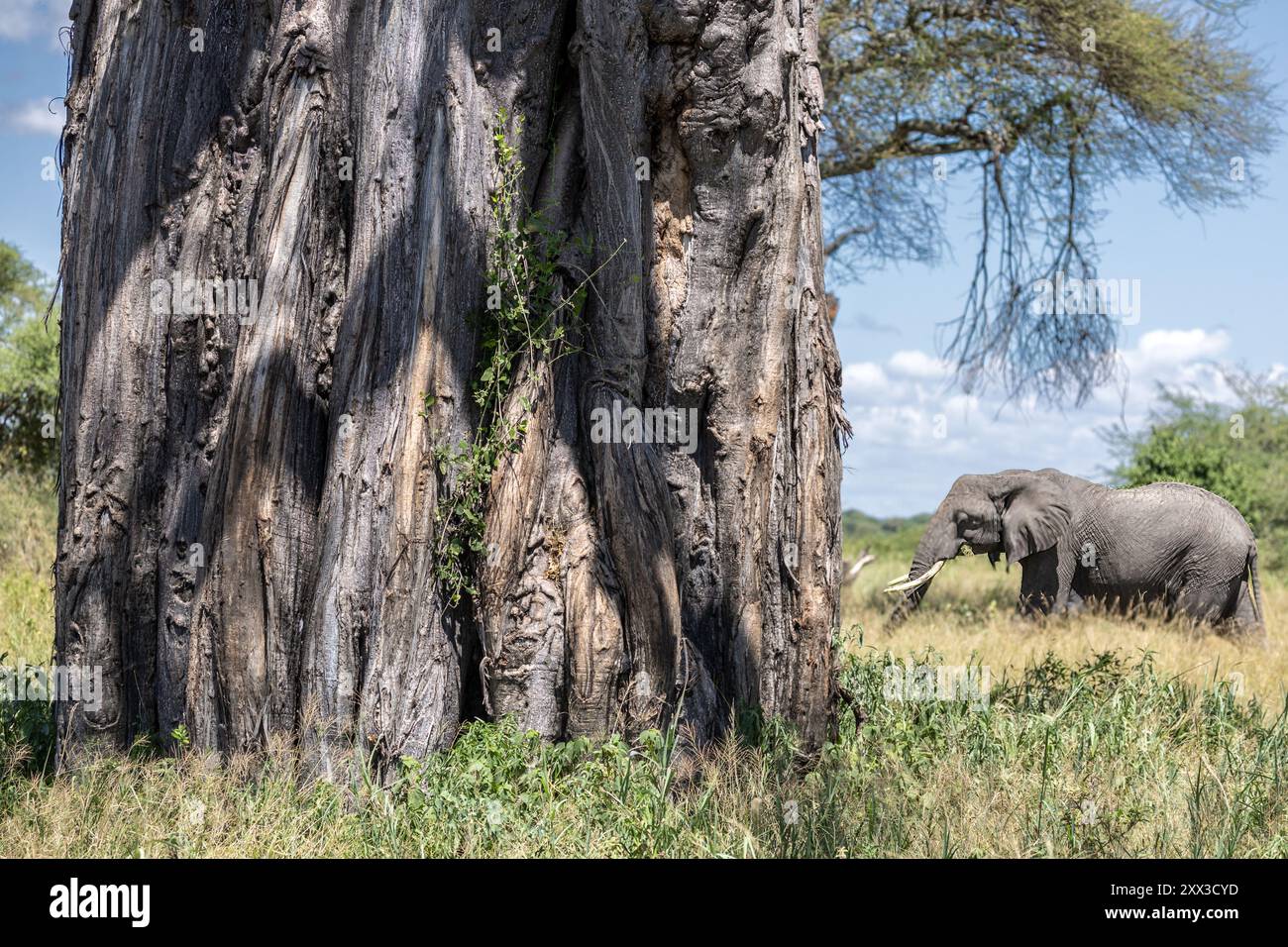 Elephant, Baobab trunk, showing size difference, Tarangire National ...