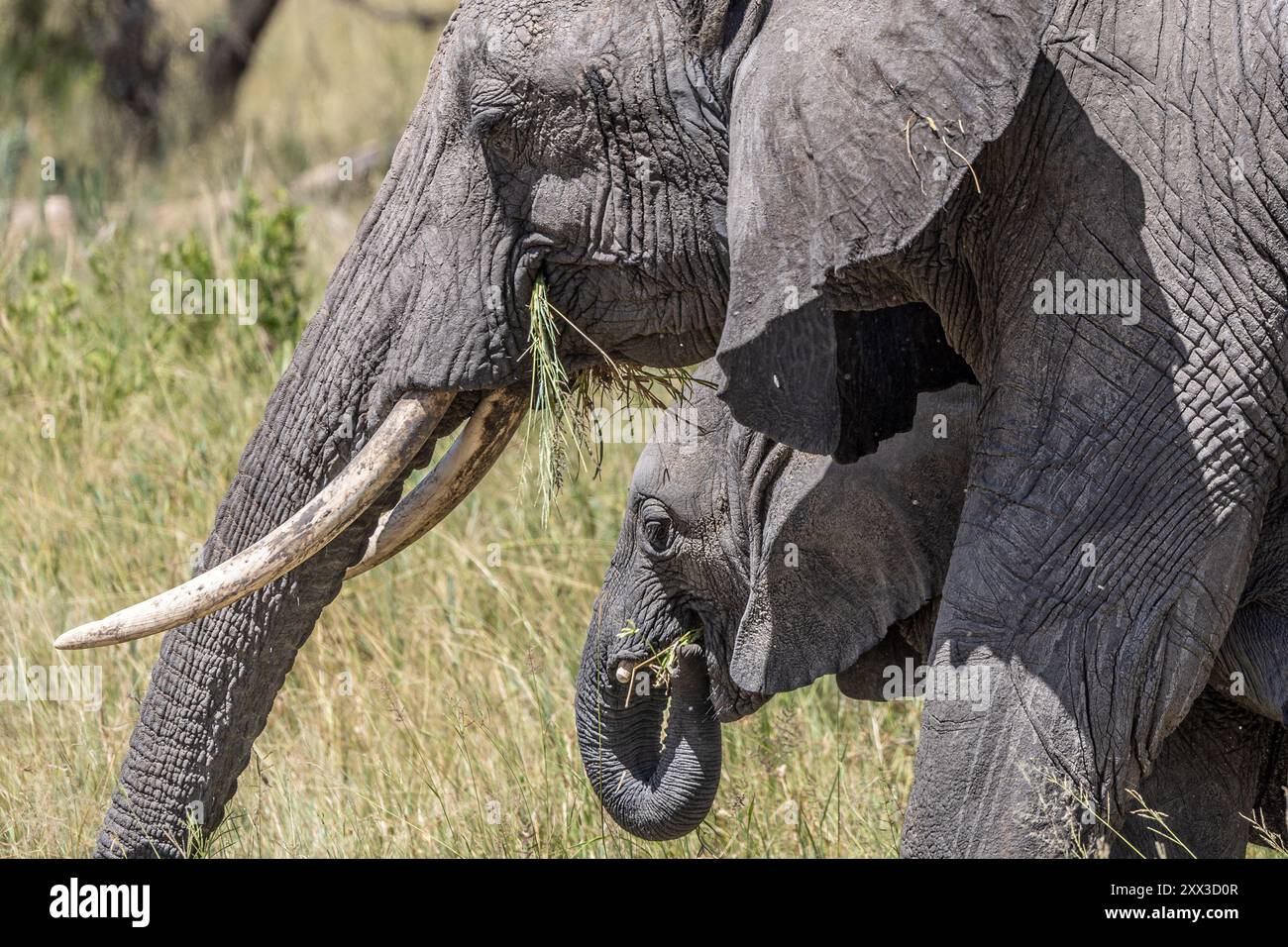 Elephant cow & calf, Tarangire National Park, Tanzania Stock Photo - Alamy